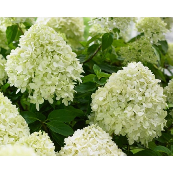 Hydrangea paniculata 'Little Spooky' - Large