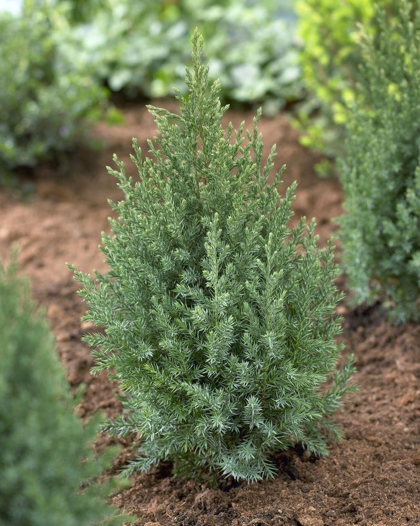 Juniperus chinensis Stricta - Dwarf Slow Growing Conifer - LARGE