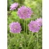 Scabious Pink Mist - Scabiosa - Pincushion Flower