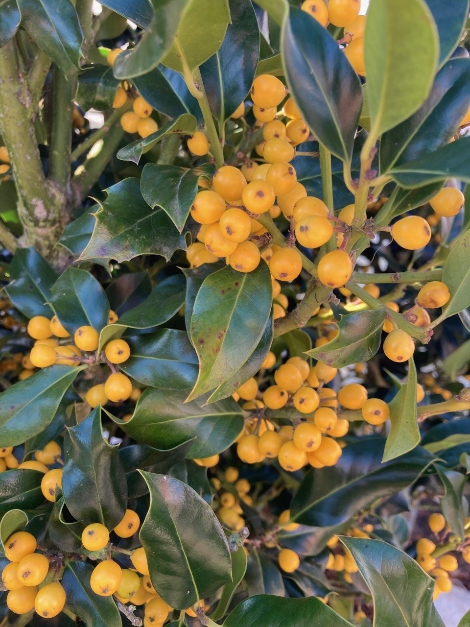Rare Yellow Berry Holly Trees - Ilex aquifolium Bacciflava - Covered in ...