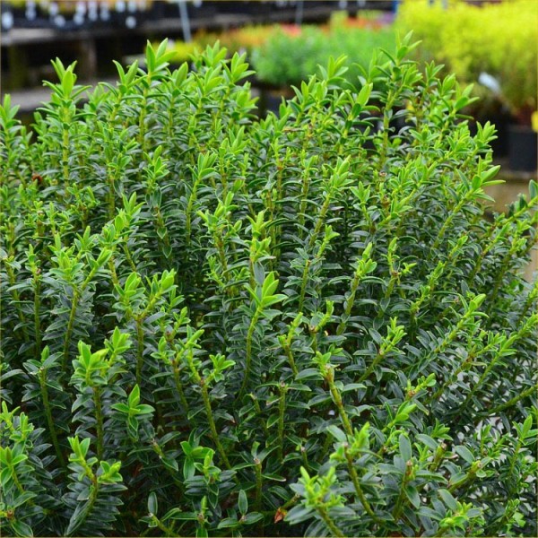 Hebe plants for sale | Buy Hebe shrubs UK delivery