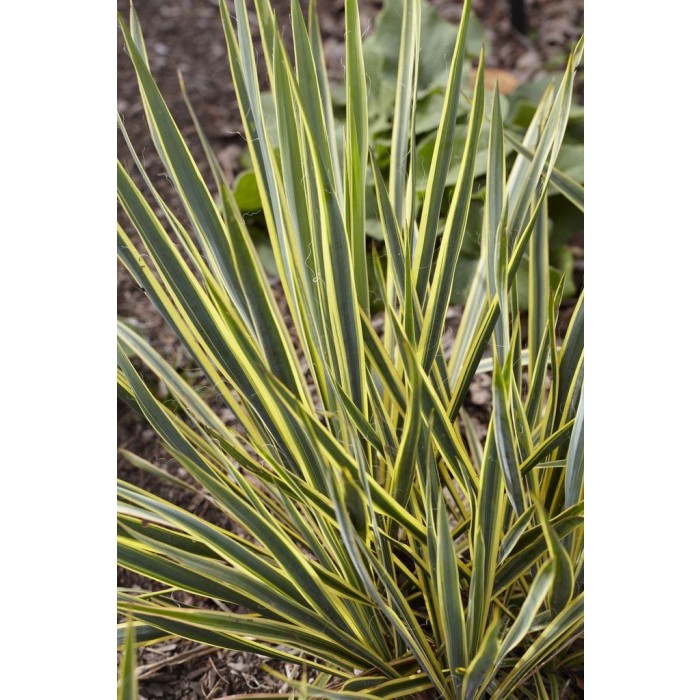 Yucca Bright Edge - Variegated Adams Needle - Large