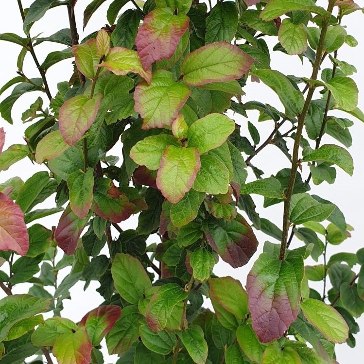 Parrotia persica Persian Spire