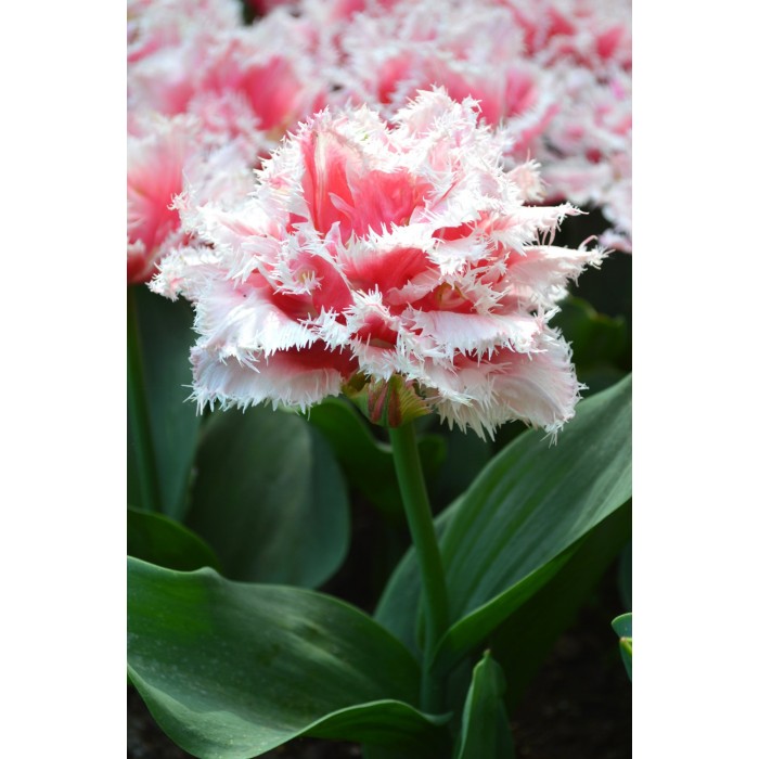 Tulip 'Queensland' - Double Fringed Tulips - Pack of 6 Bulbs