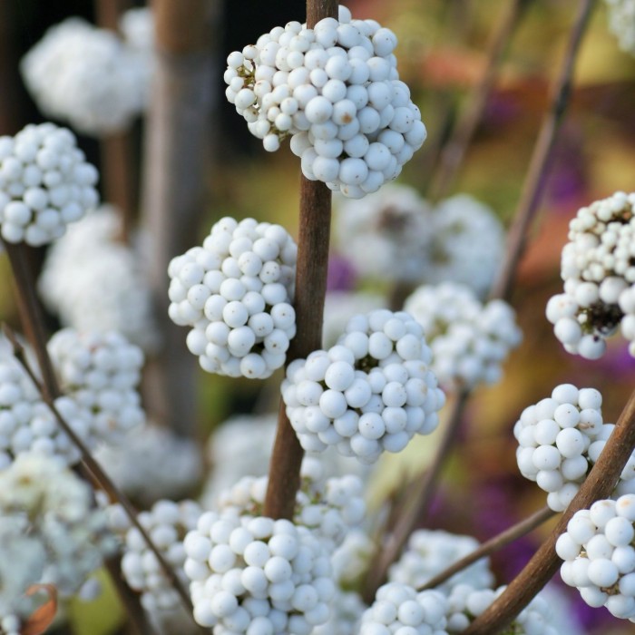 Callicarpa bodinieri Snow Queen - White Beauty Berry