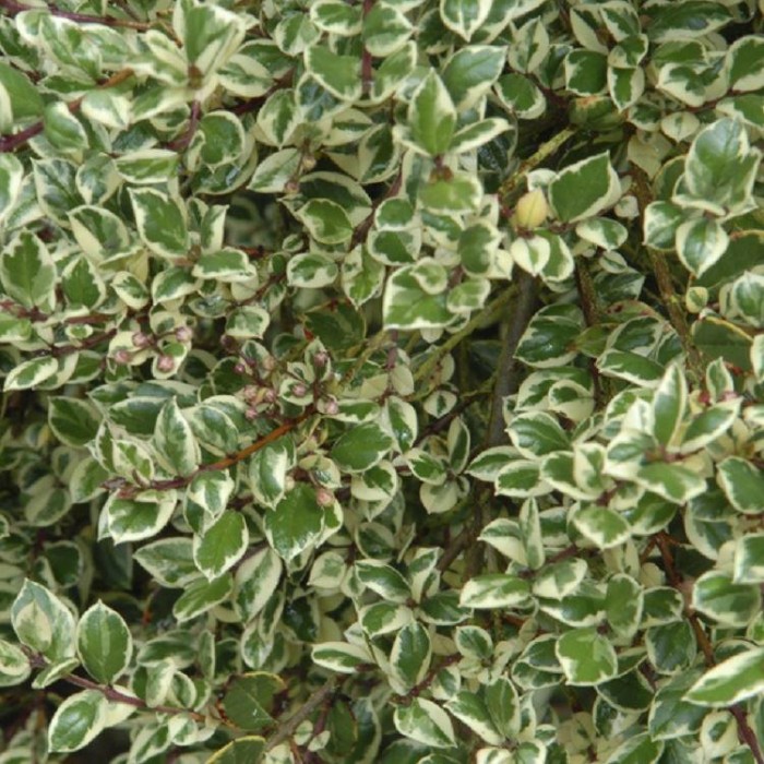 Luma apiculata (Myrtus) Glanleam Gold - Variegated Myrtle