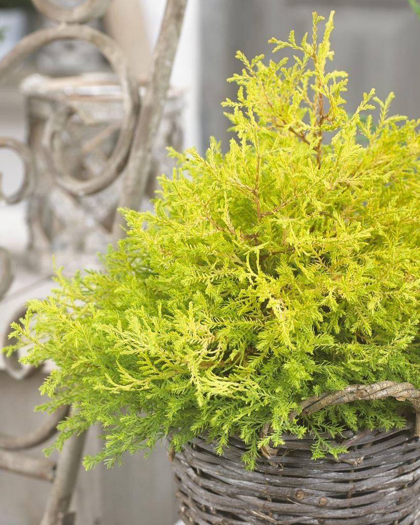 Thuja occidentalis Rheingold