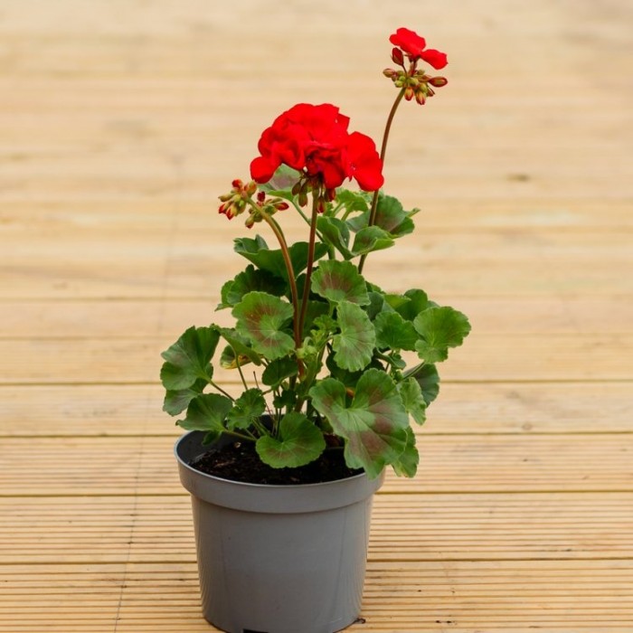 Geranium Toscana Red