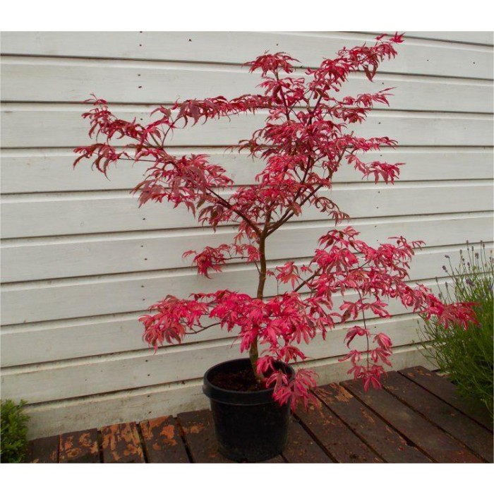 Acer palmatum Pink Passion - Striking Japanese Maple Shirazz - LARGE