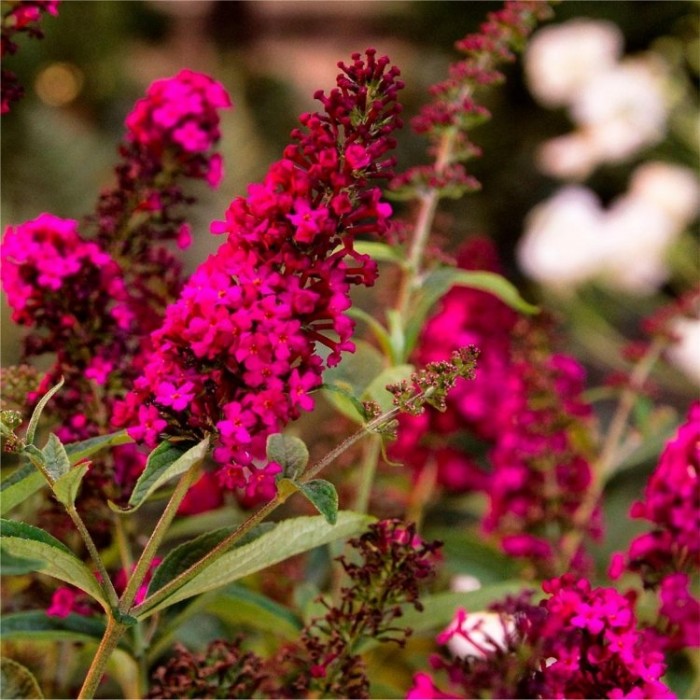 Buddleja davidii Royal Red - Butterfly Bush - Red Buddleia
