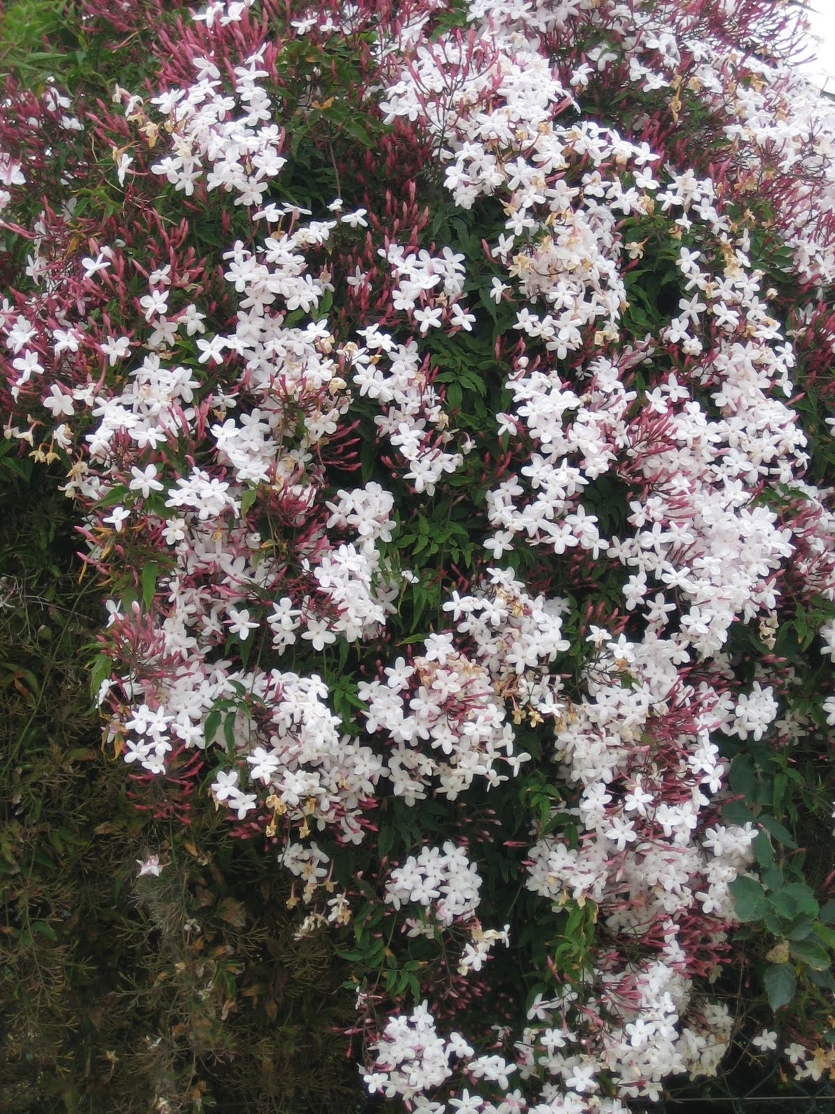 Large 6ft - Jasminum officinale - Jasmine polyanthemum - Scented ...