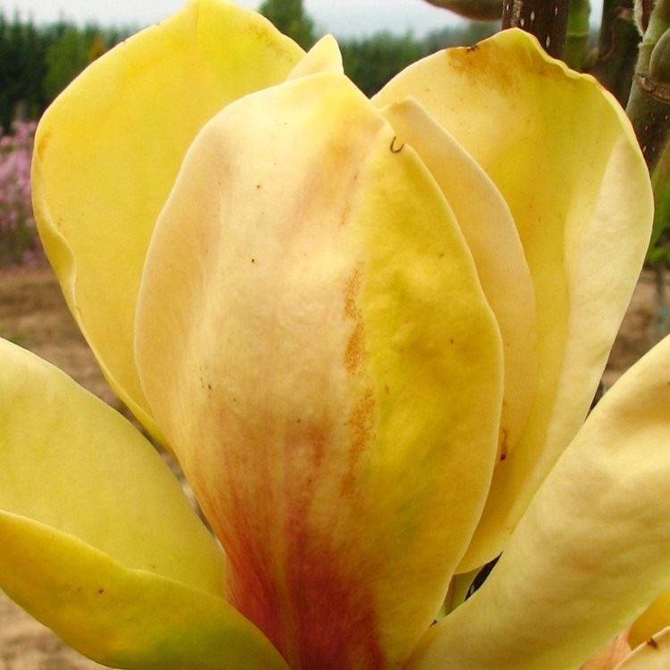 Magnolia Sunsation - New, Rare Tulip Tree with Golden Blushed Flowers ...