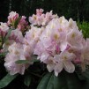 Large Flowered Rhododendron Collection - Evergreen Rhododendron Shrubs ...