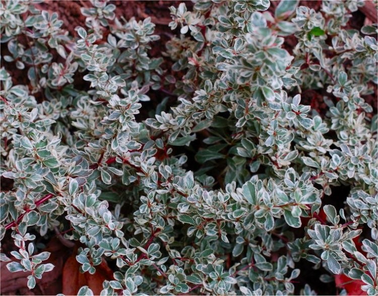 Pyracantha Sparkler - Variegated Evergreen Pyracantha