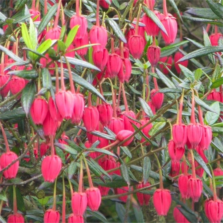 Chilean Lantern Tree - Crinodendron hookerianum