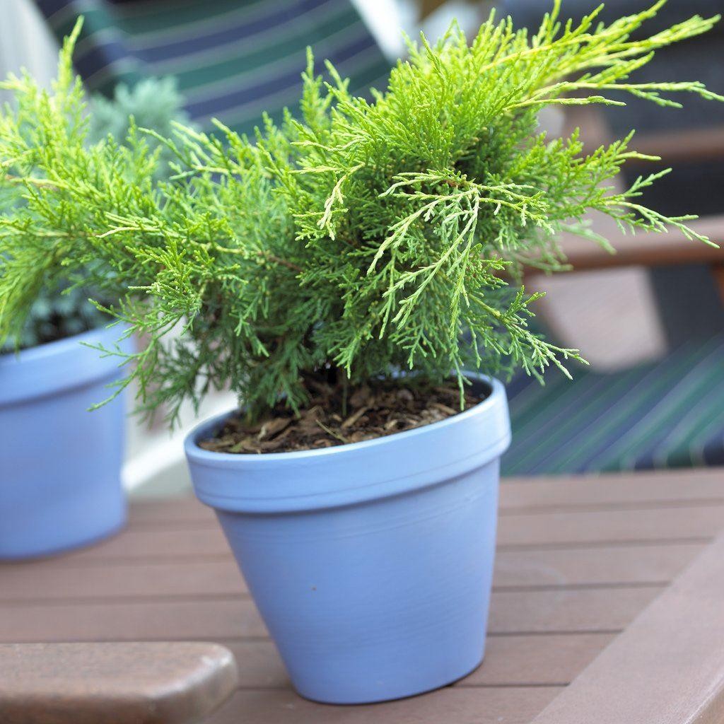 Juniperus x media 'Goldcoast' - Dwarf Slow Growing Conifer
