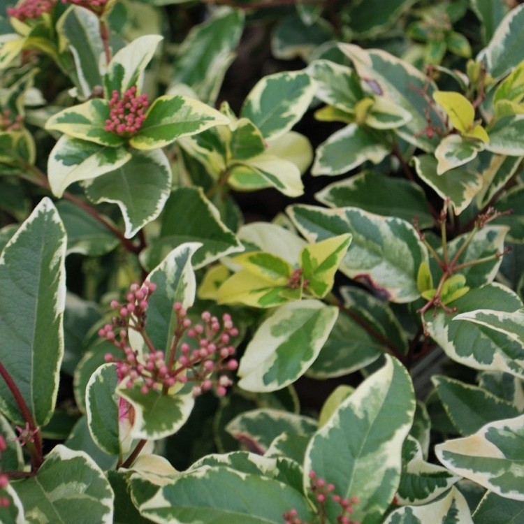 WINTER SALE - Viburnum tinus Variegata - Laurustinus Variegated