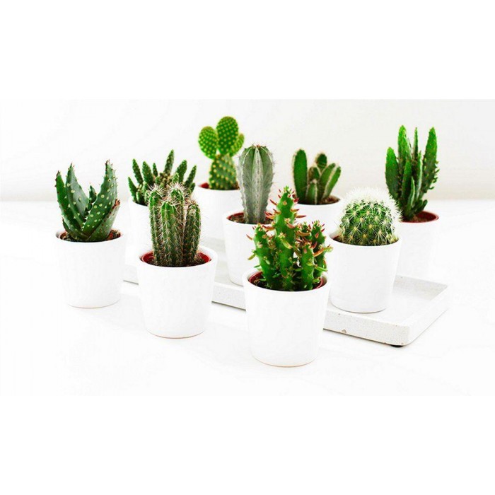 Pack of THREE Cactus Plants in Assorted Cacti varieties