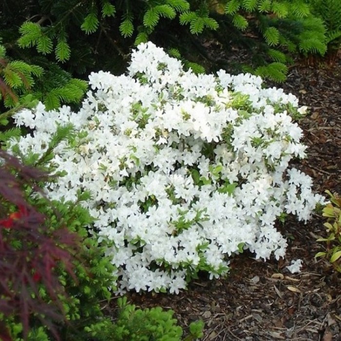 Azalea japonica Pleasant White - Pack of THREE Plants