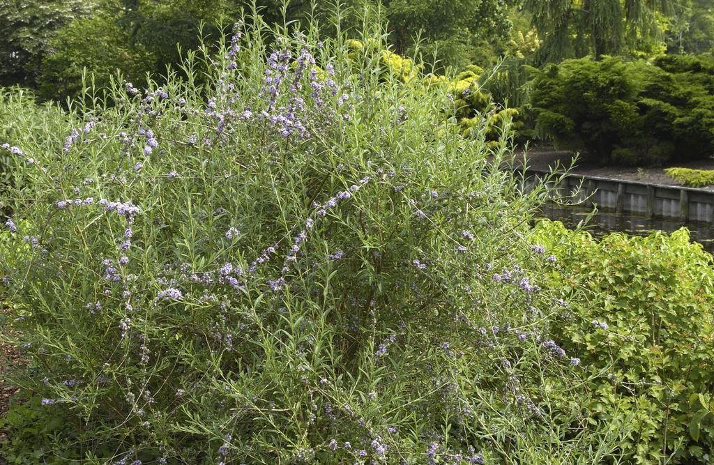 Buddleja alternifolia Unique - Buddleia Butterfly Bush