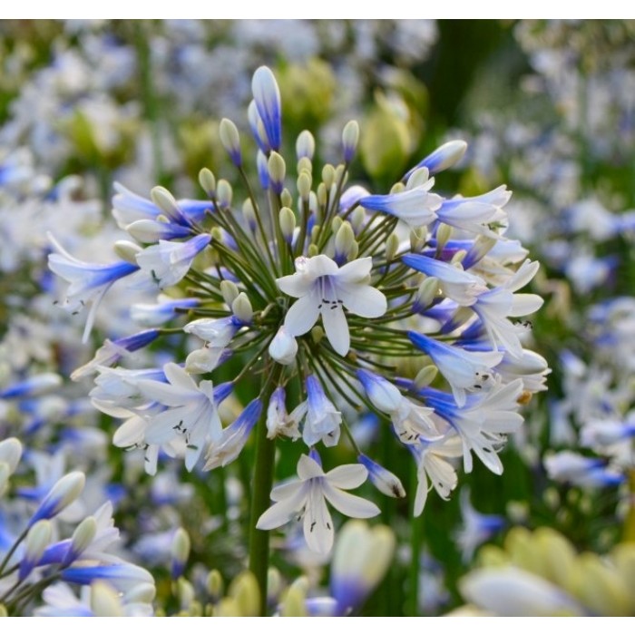 Agapanthus africanus Twister - Hardy Bicolour Blue & White Twister Nile ...