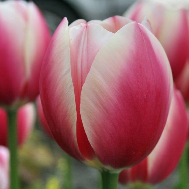 Tulip 'Russian Princess' - Pack of 12 Bulbs