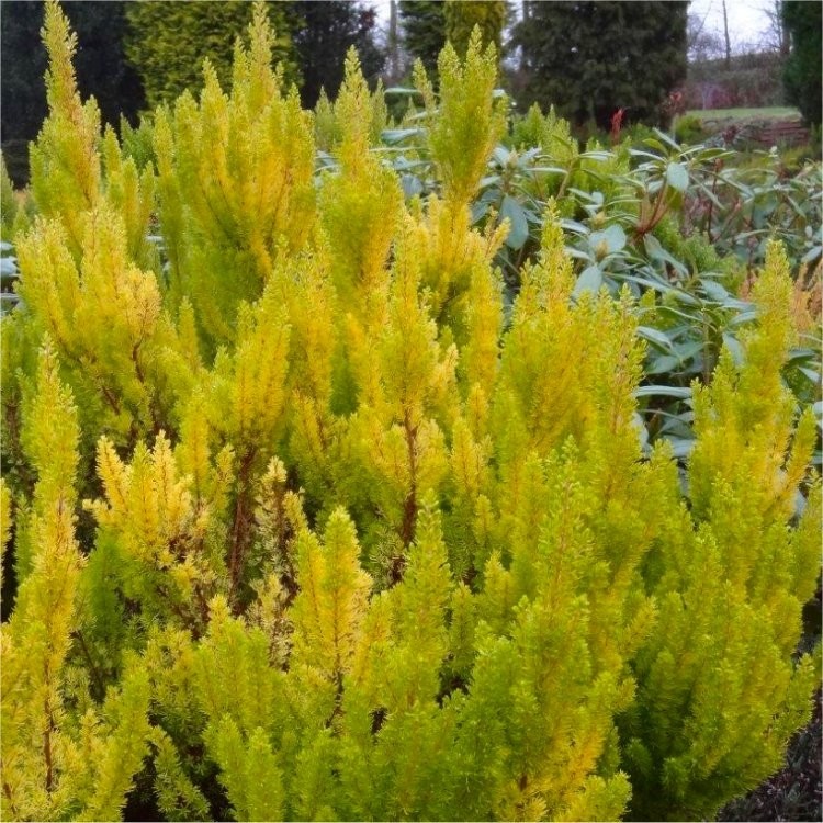 Heather Plant - Erica arborea 'Estrella Gold' - Gold Evergreen Foliage ...