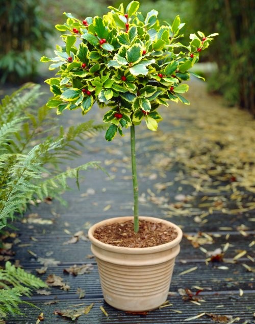 Pair of Gorgeous Golden King Variegated Holly Tree Standards - Perfect ...