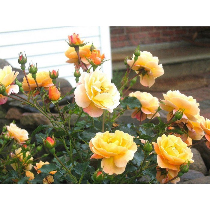 Rose Flower Carpet Amber