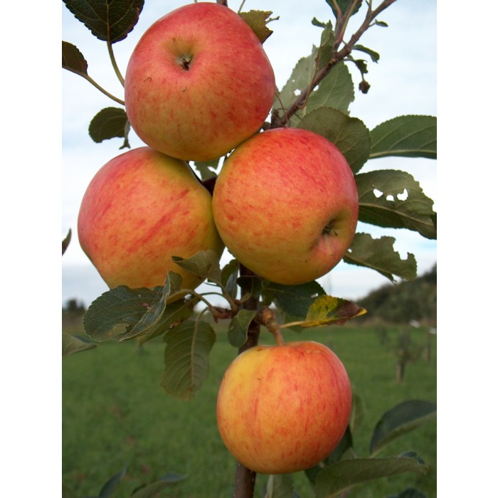 Best of British Fruit Tree Trio - Grown For Flavour - Pack of THREE