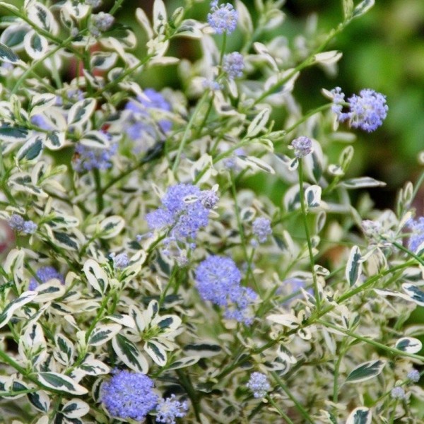 Ceanothus shrubs for sale | Buy Ceanothus plants UK delivery