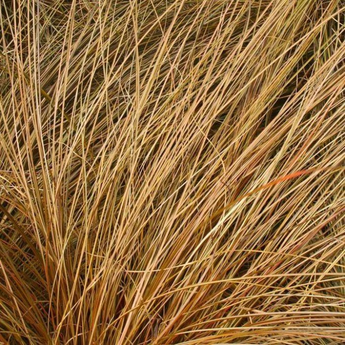 Carex comans Bronze