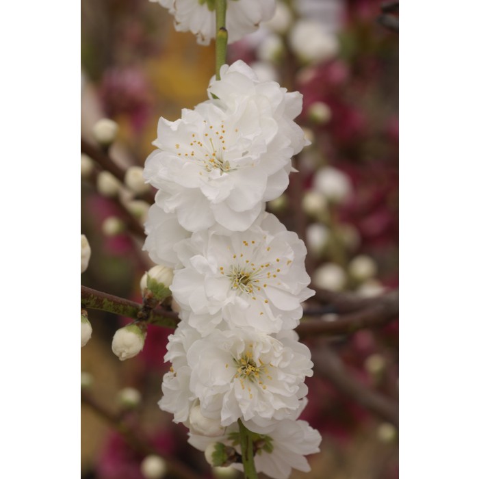 Prunus persica Taoflora White - circa 150cm tall