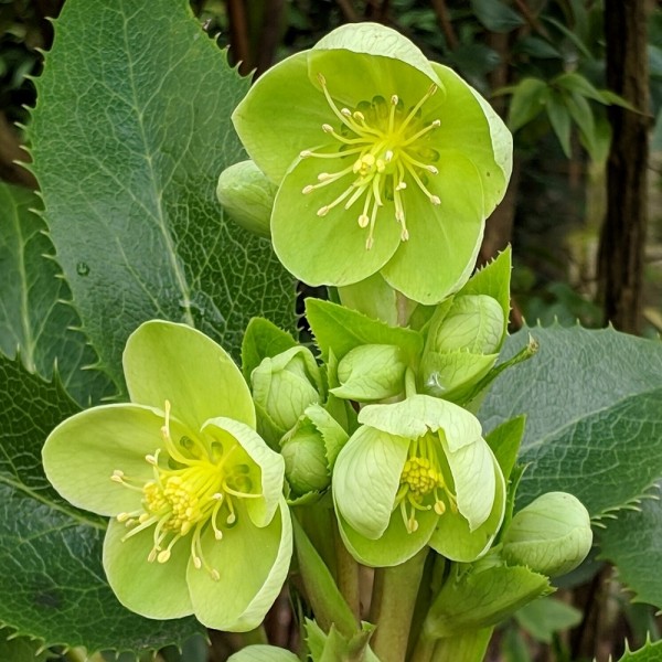 Hellebore plants for sale | Buy Hellebores UK delivery