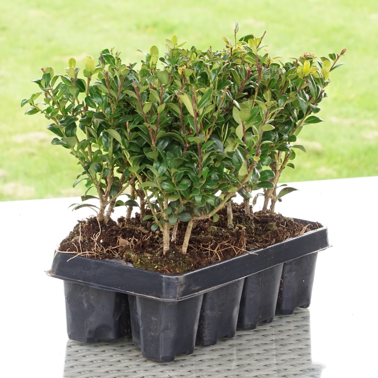Hardy Box-leaved Hedging - Ilex crenata Green Hedge Plants - Pack of EIGHT