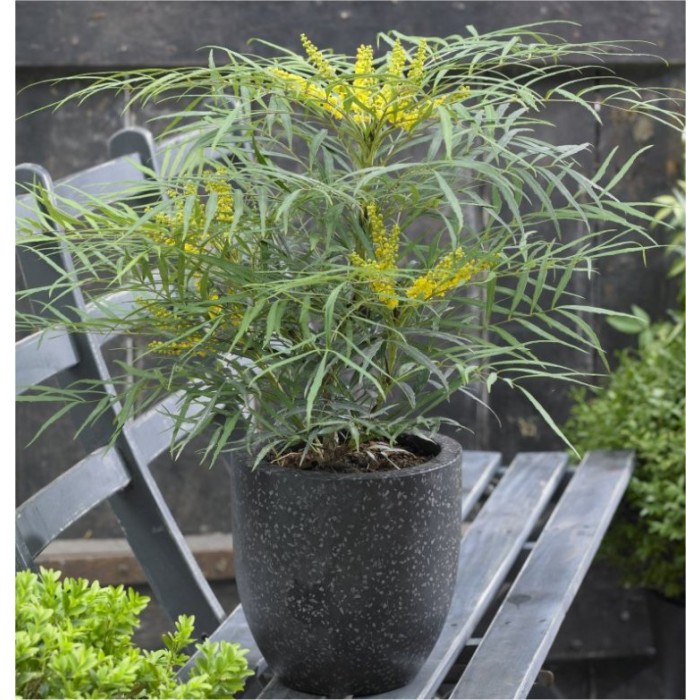 Mahonia 'Soft Caress' - New Evergreen Mahonia Shrub - LARGE Specimen ...