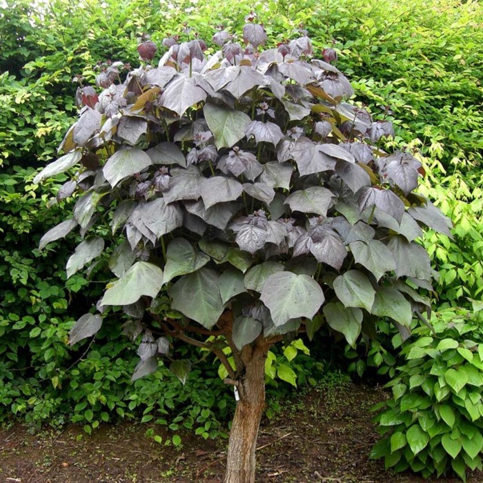 Catalpa erubescens Purpurea - Purple Indian Bean Tree
