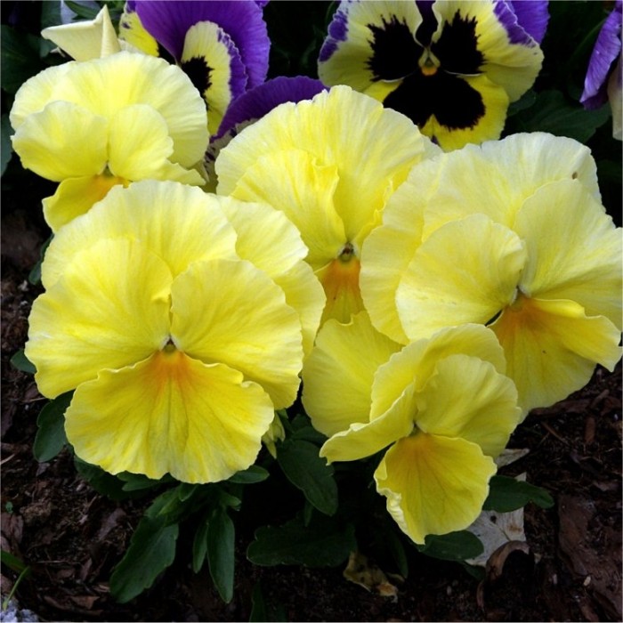 Pansy Colossus Lemon Shades - Pack of SIX Giant Flowered Pansy Plants