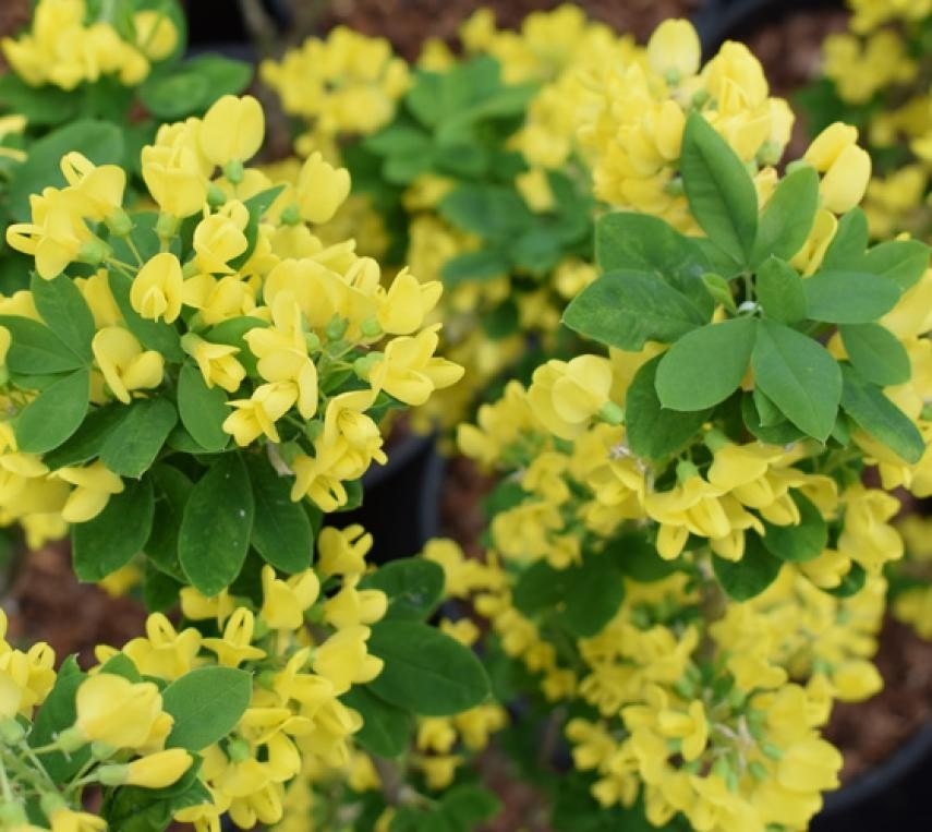 WINTER SALE - Laburnum anagyroides Yellow Rocket - Upright Golden Chain ...