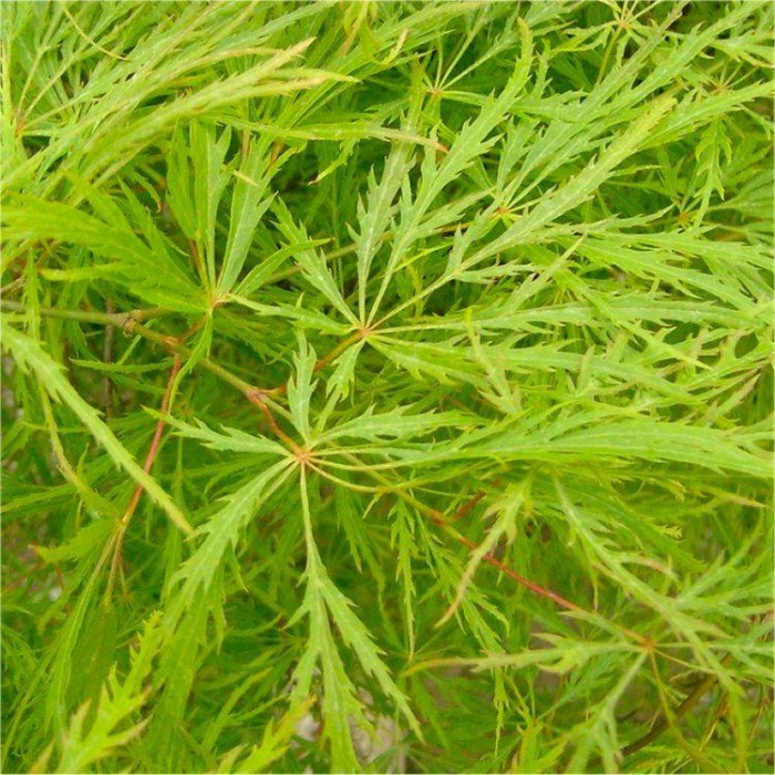 Acer palmatum Dissectum - Filigree Japanese Maple