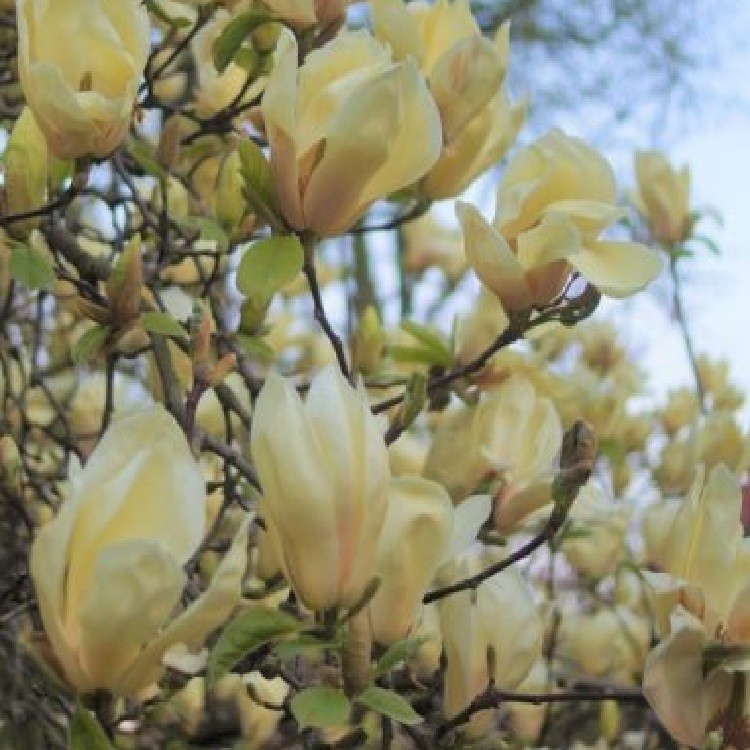 Magnolia Yellow Lantern