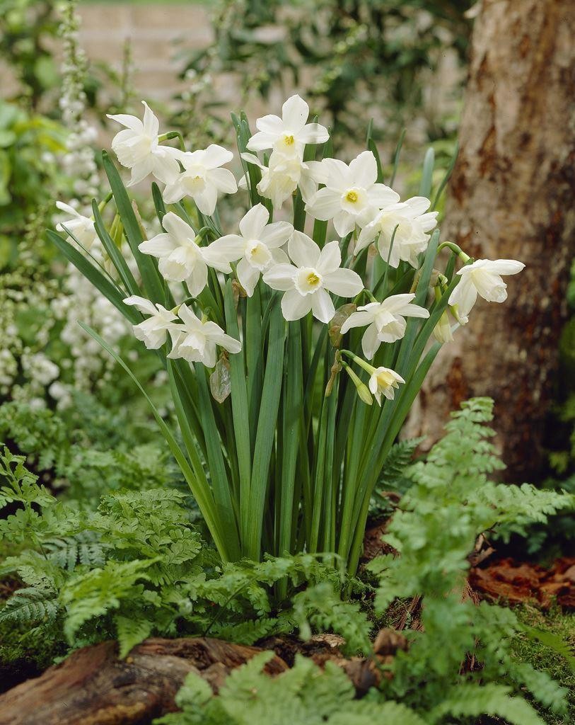 Narcissus Thalia - Daffodil - Pack of 5 Bulbs