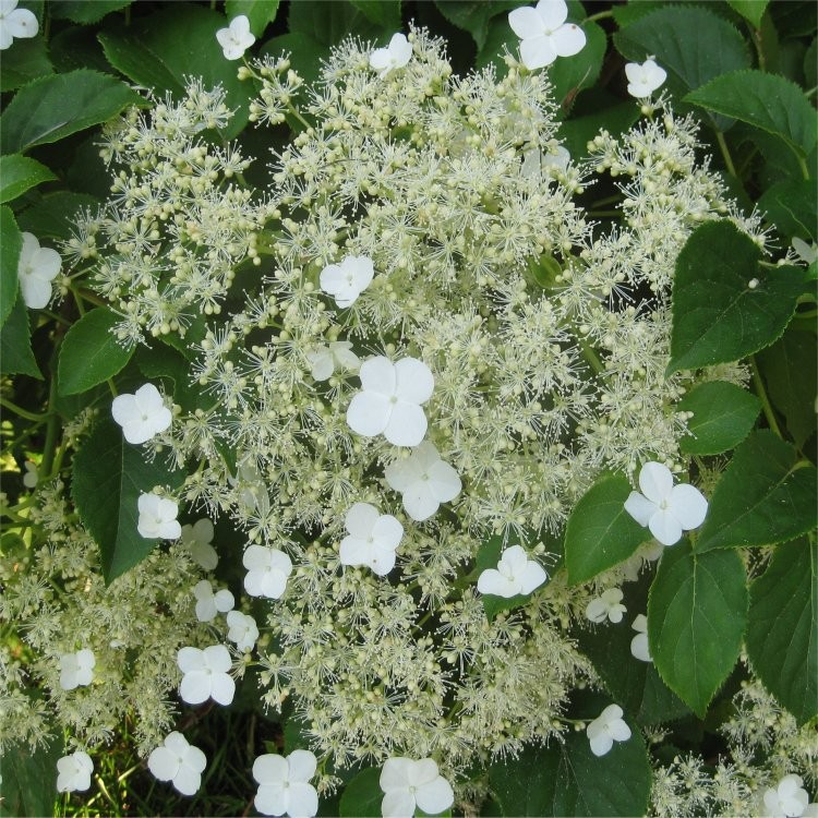 Hydrangea petiolaris - Climbing Hydrangea - 6-7ft Specimen Climber