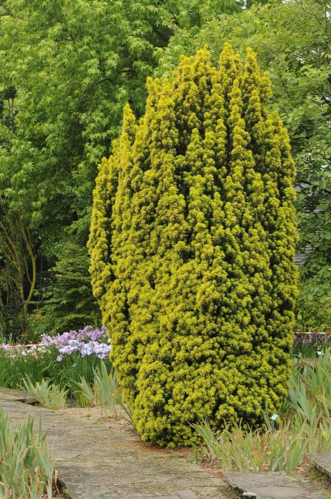 Taxus baccata aurea David - Golden Fastigiate Yew