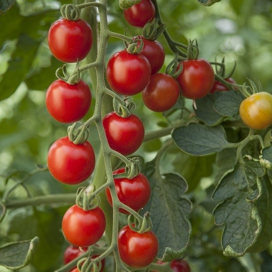 Traditional Tomato Collection - Pack of SIX Plants