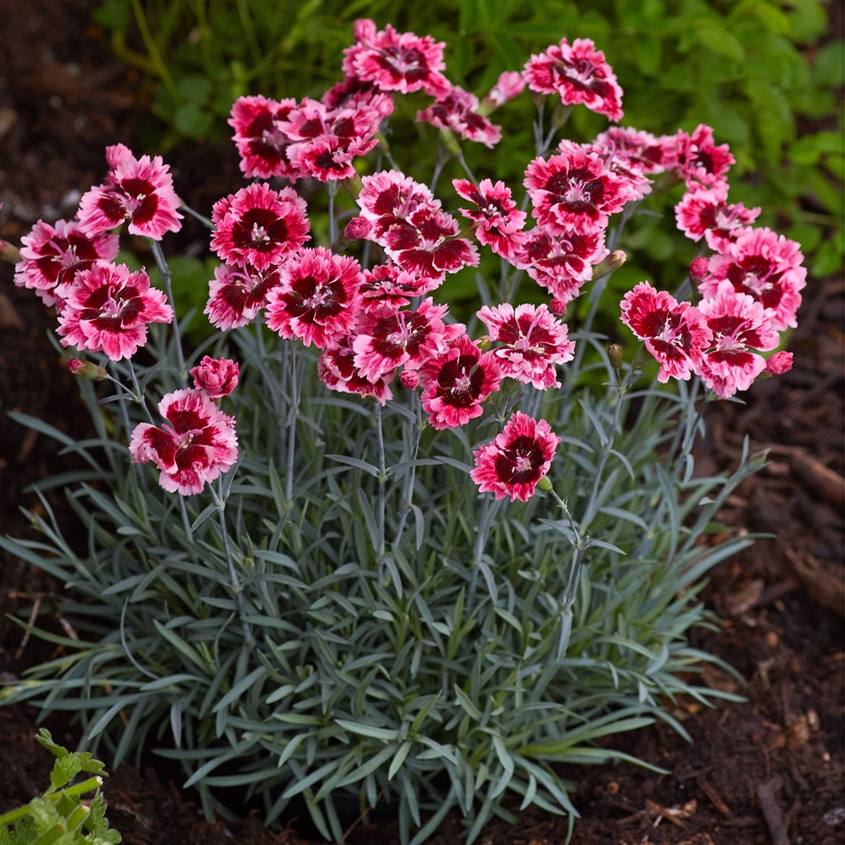 Dianthus Cherry Burst