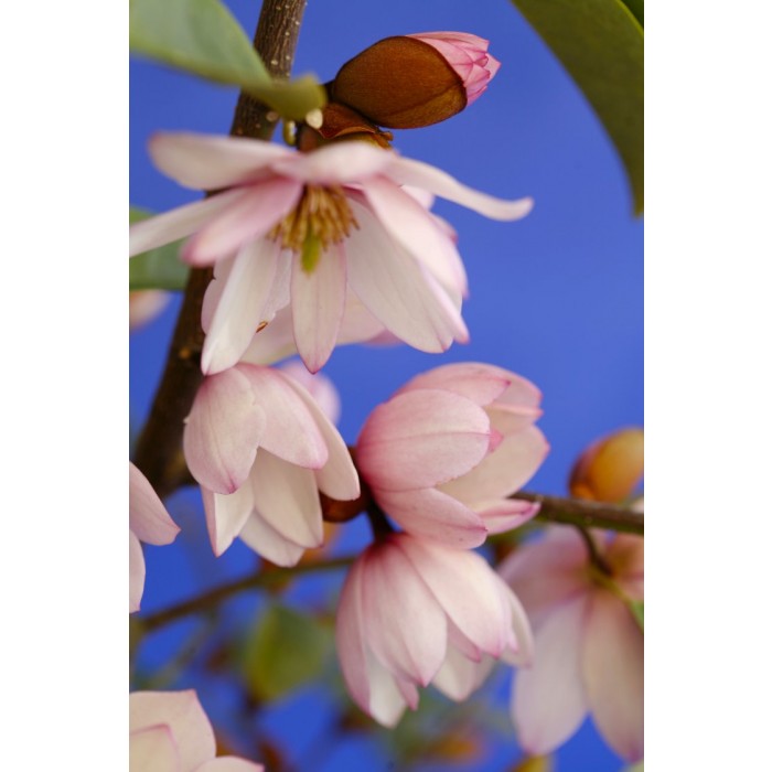 Magnolia Fairy Blush - Evergreen Soft Pink Flowering Magnolia
