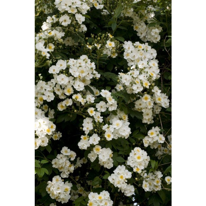 Rose Rambling Rector - Climbing Rose