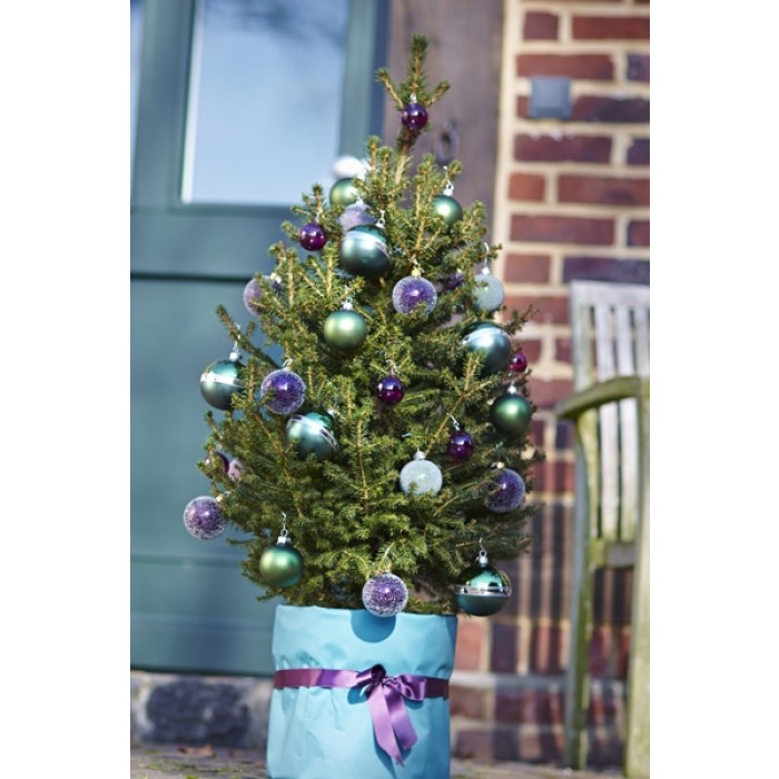 Fresh 'Little Santa' Christmas Tree - 100cm Potted Spruce