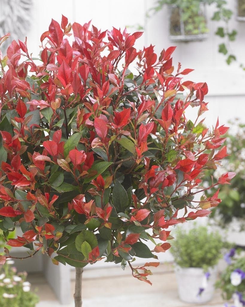 Photinia ''Little Red Robin'' - Evergreen - Large Standard 130-160cm